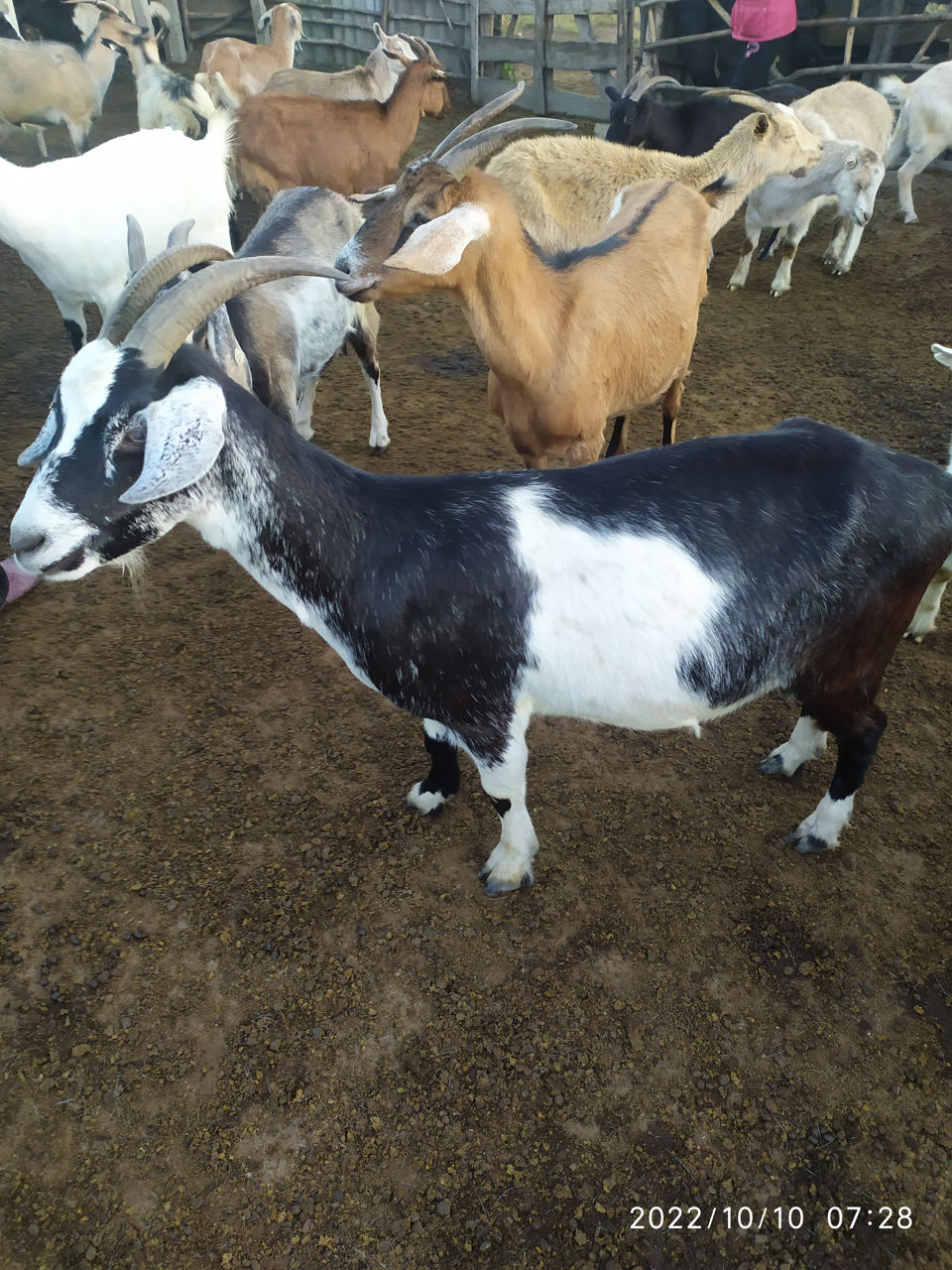 Vînd două capre bune de lapte