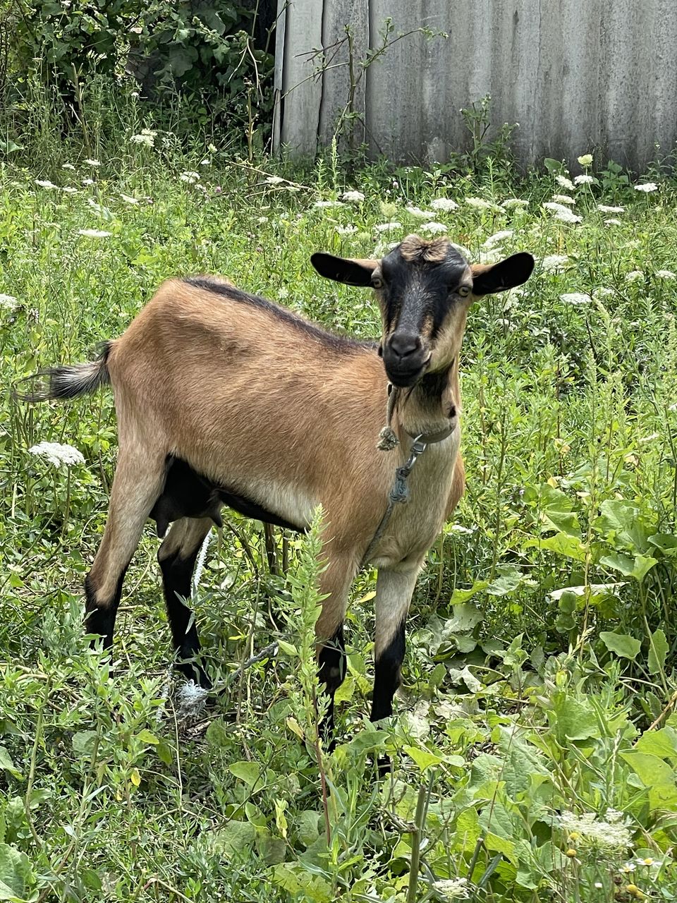 Se vinde capră,Alpin Francez