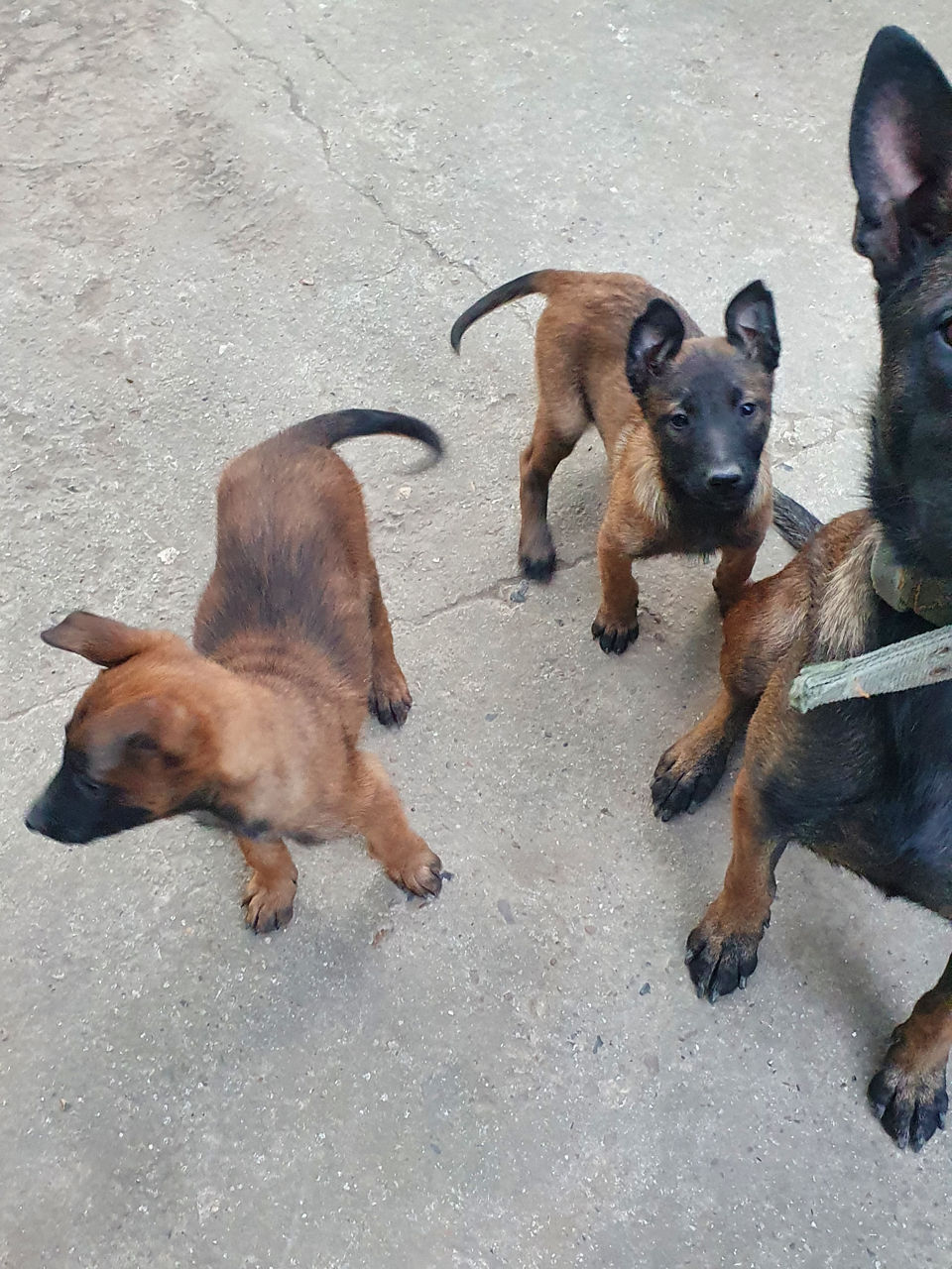 Catelusi de rasa curata ciobanesc belgian Malinois(2 fete si un baiat)