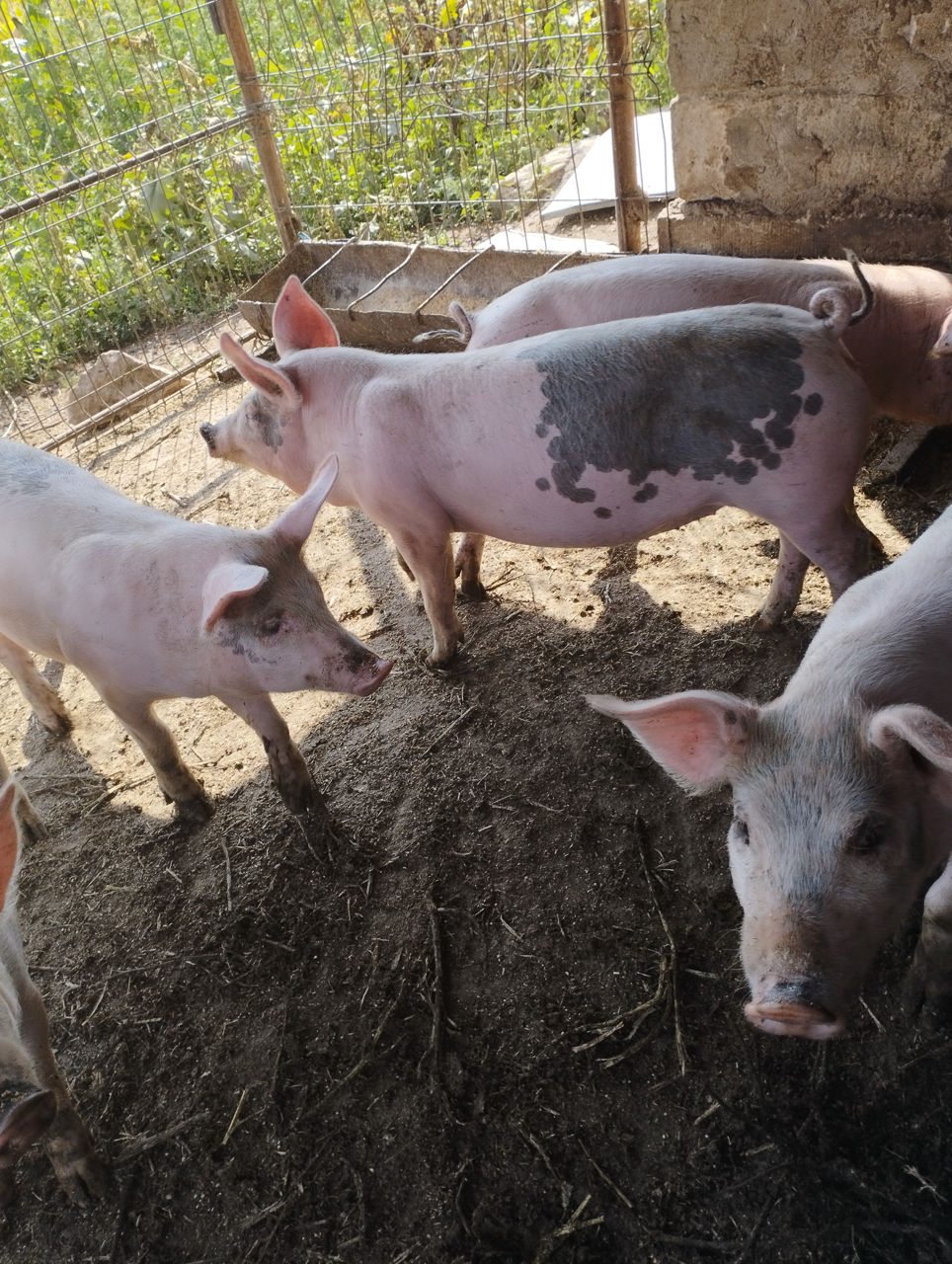 Purcei 23. 25 kg. 2000 lei