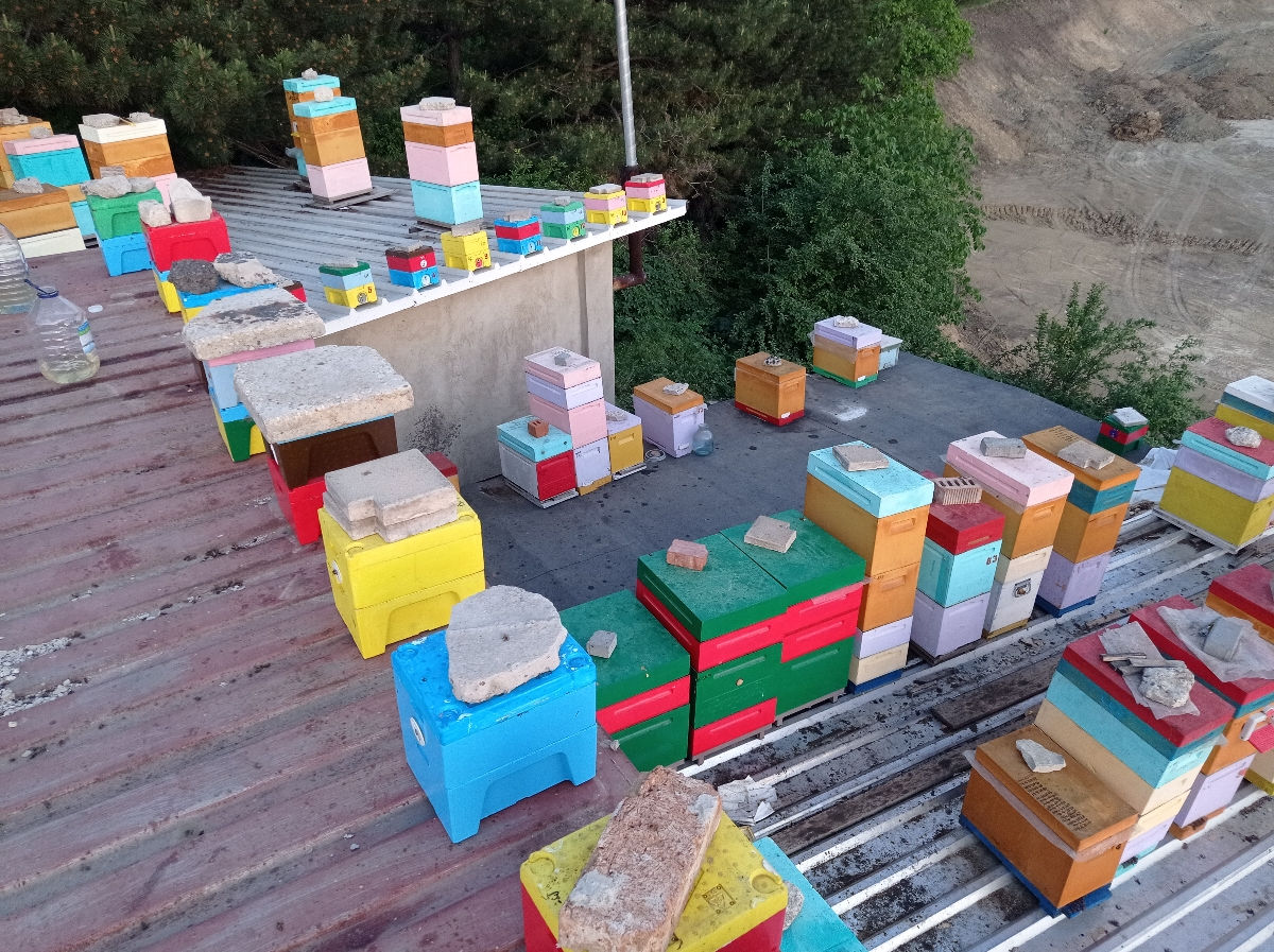 Regine F-1.Bukfast. primim comenzi pentru anu 2025.