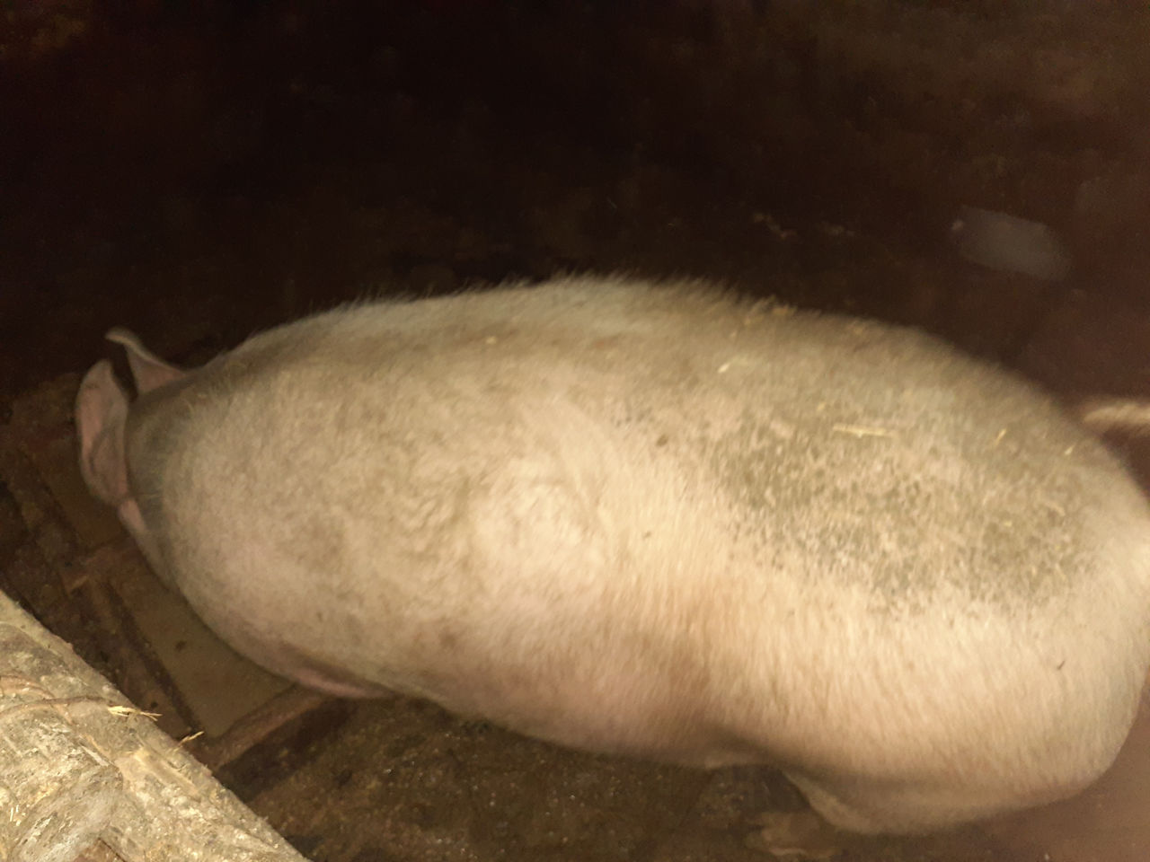 Vînd purcel de casă 65 lei/kg