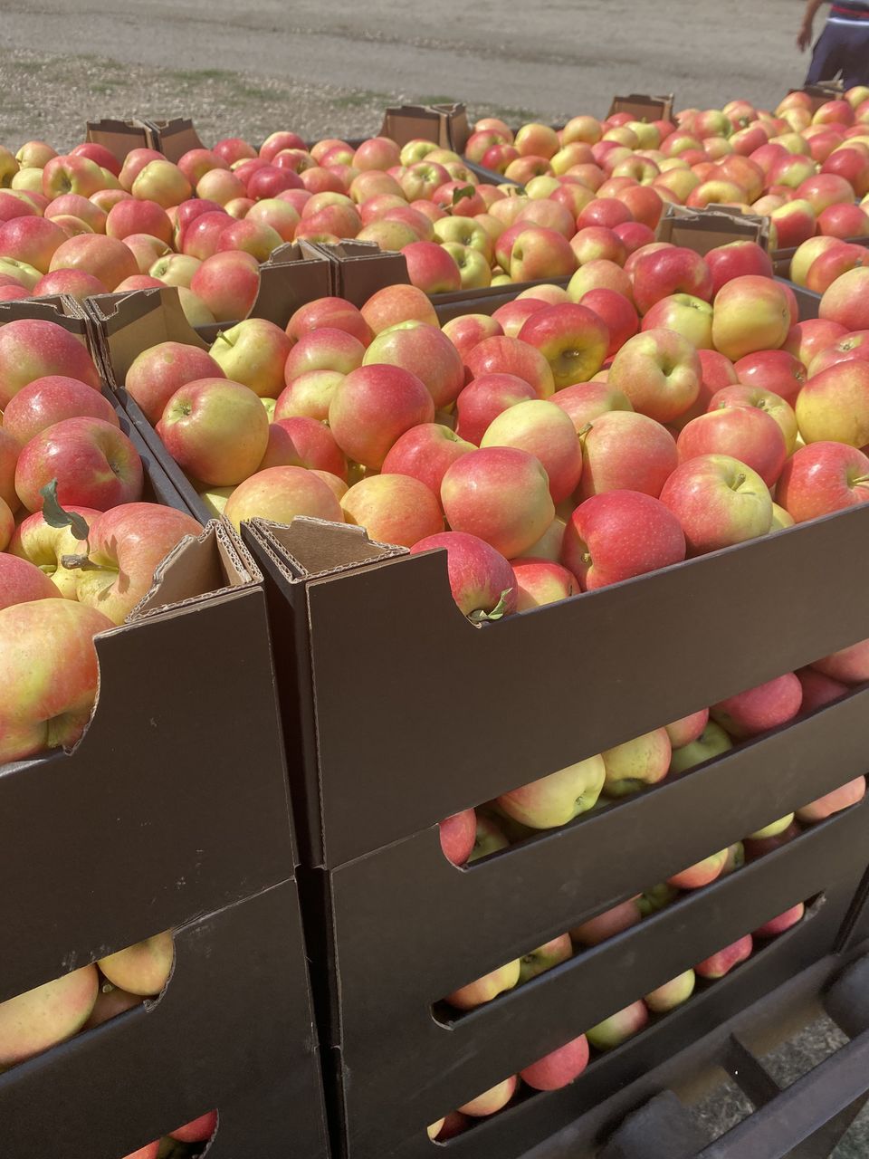 Mere Gala Must calibru 60+