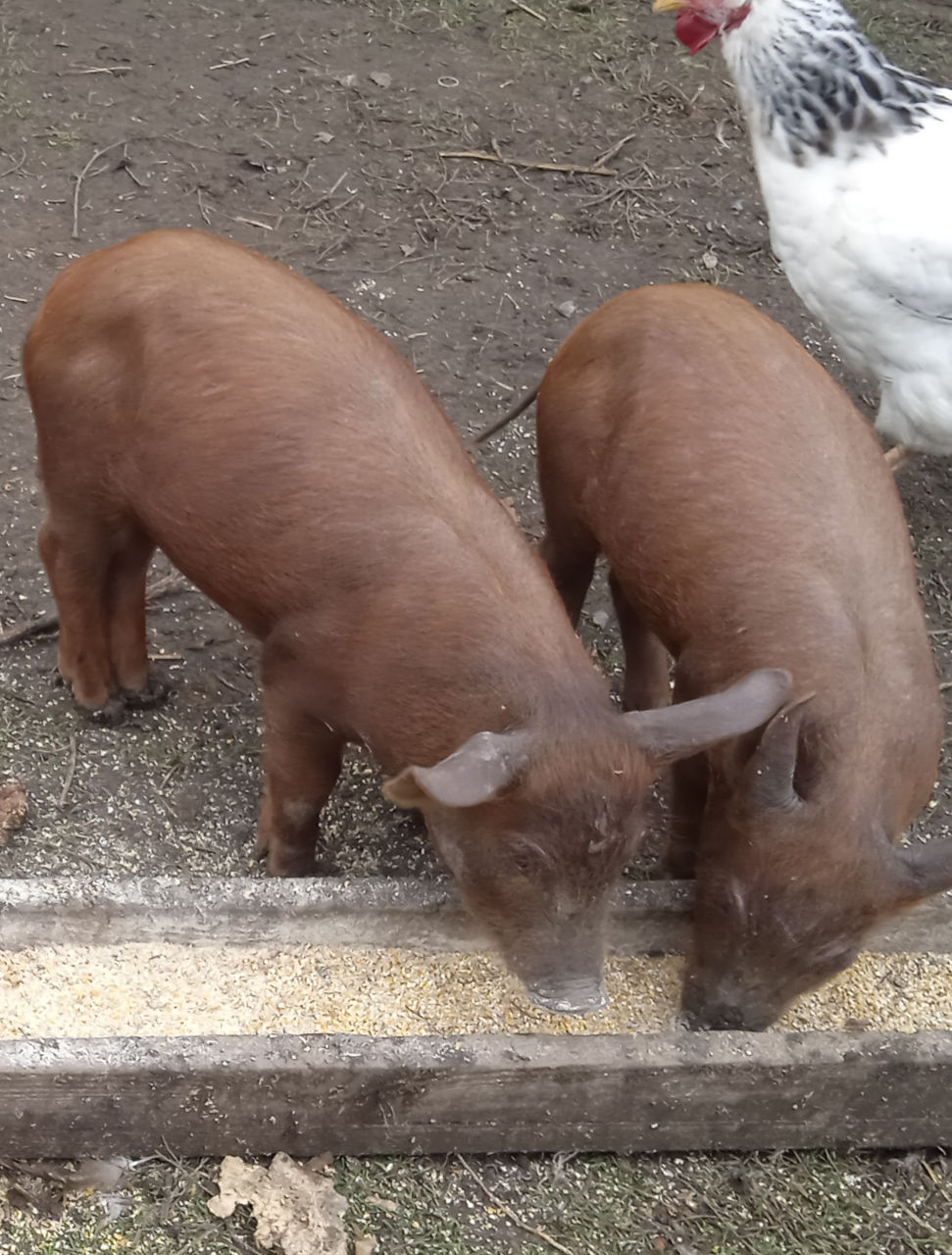 Vindem purcei de carne de rasă Diureoc cu Petrean