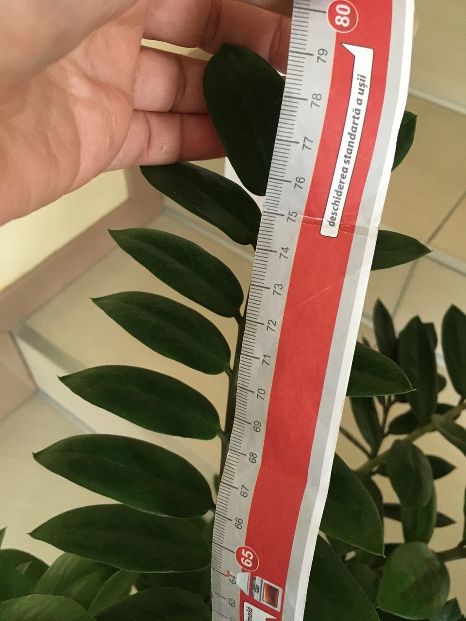 Floarea banilor!!! Dacă doriți, pot să o aduc în raza orașului. Foarte ...