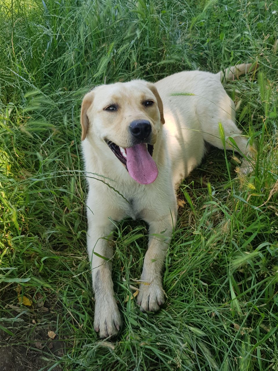 Labrador