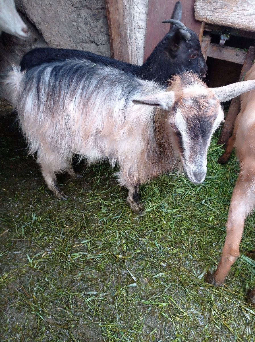 Doua capre ambele 1000lei