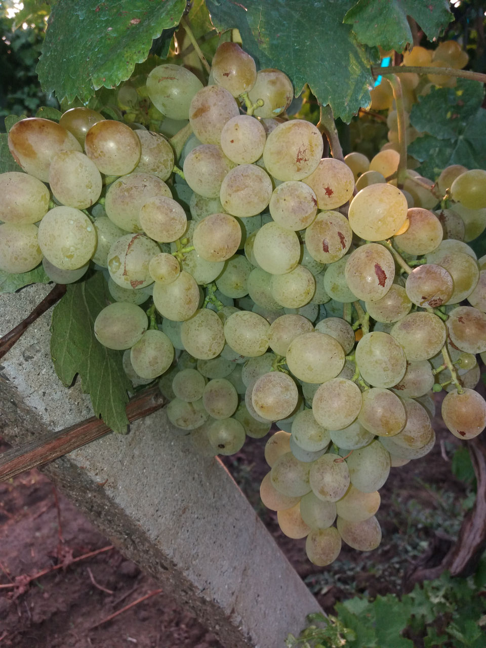 Vind poama alba la vin