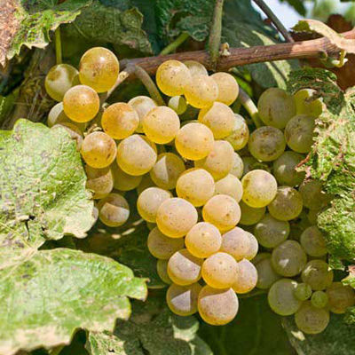 Struguri / Poama pentru vin