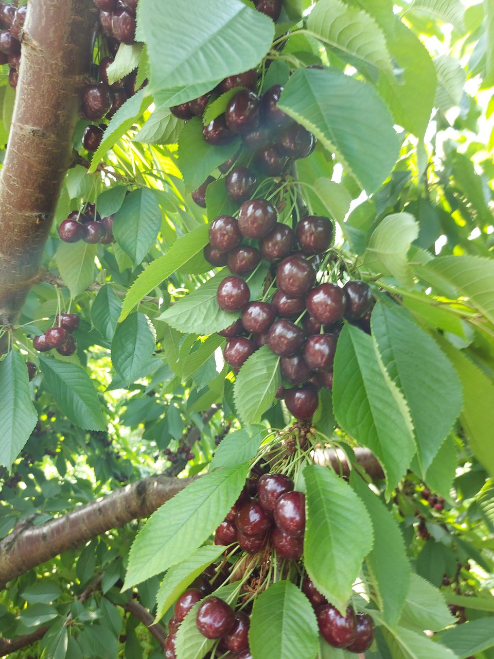Puieti de ciresi pentru livada superintensiva