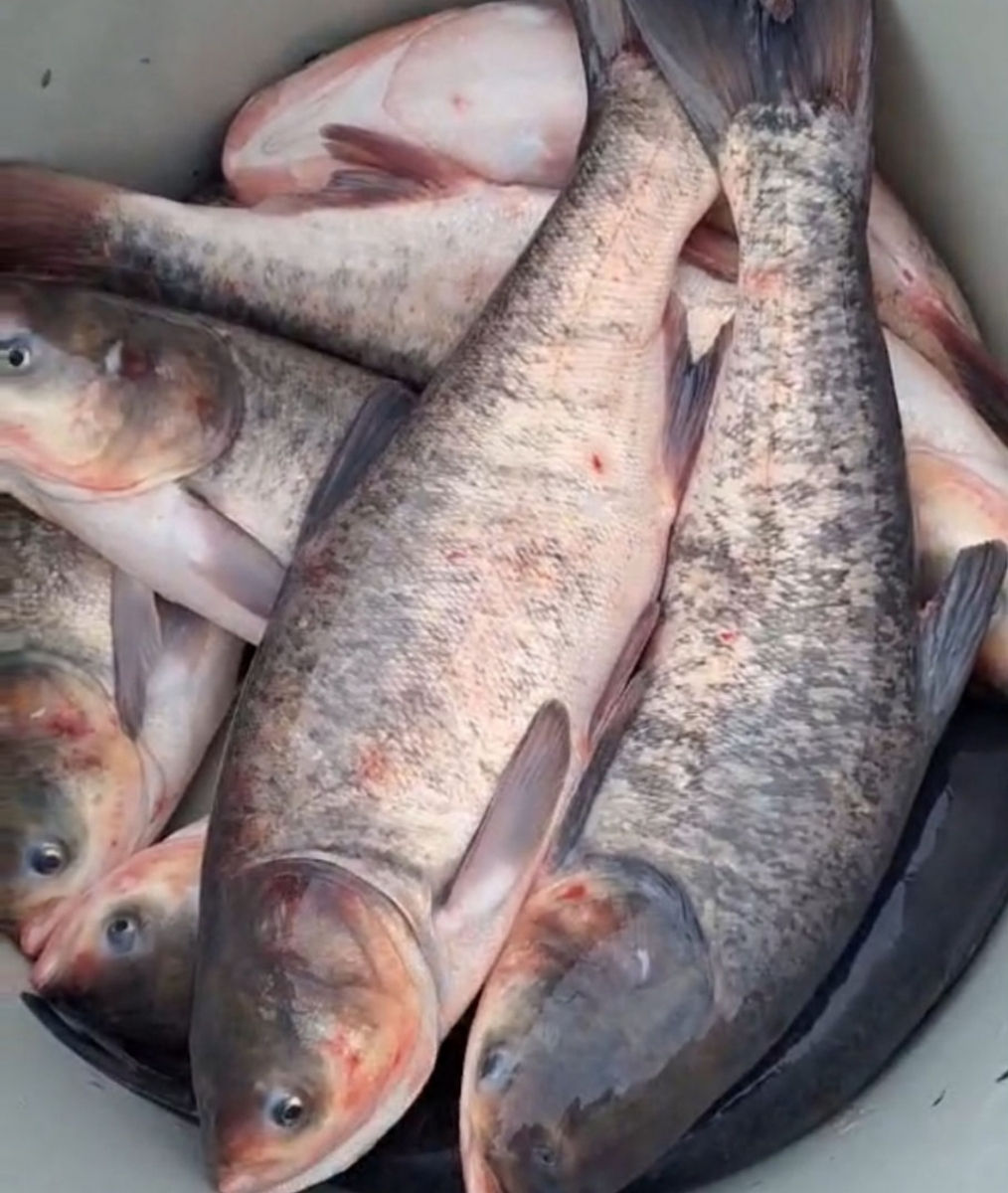 Cumpar Peste Crap Caras Fitofag(Tolstolob)in cantitati mari!