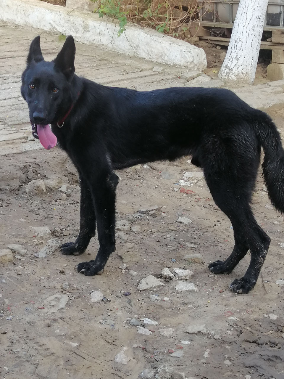 Vând câine rasa ciobănesc german