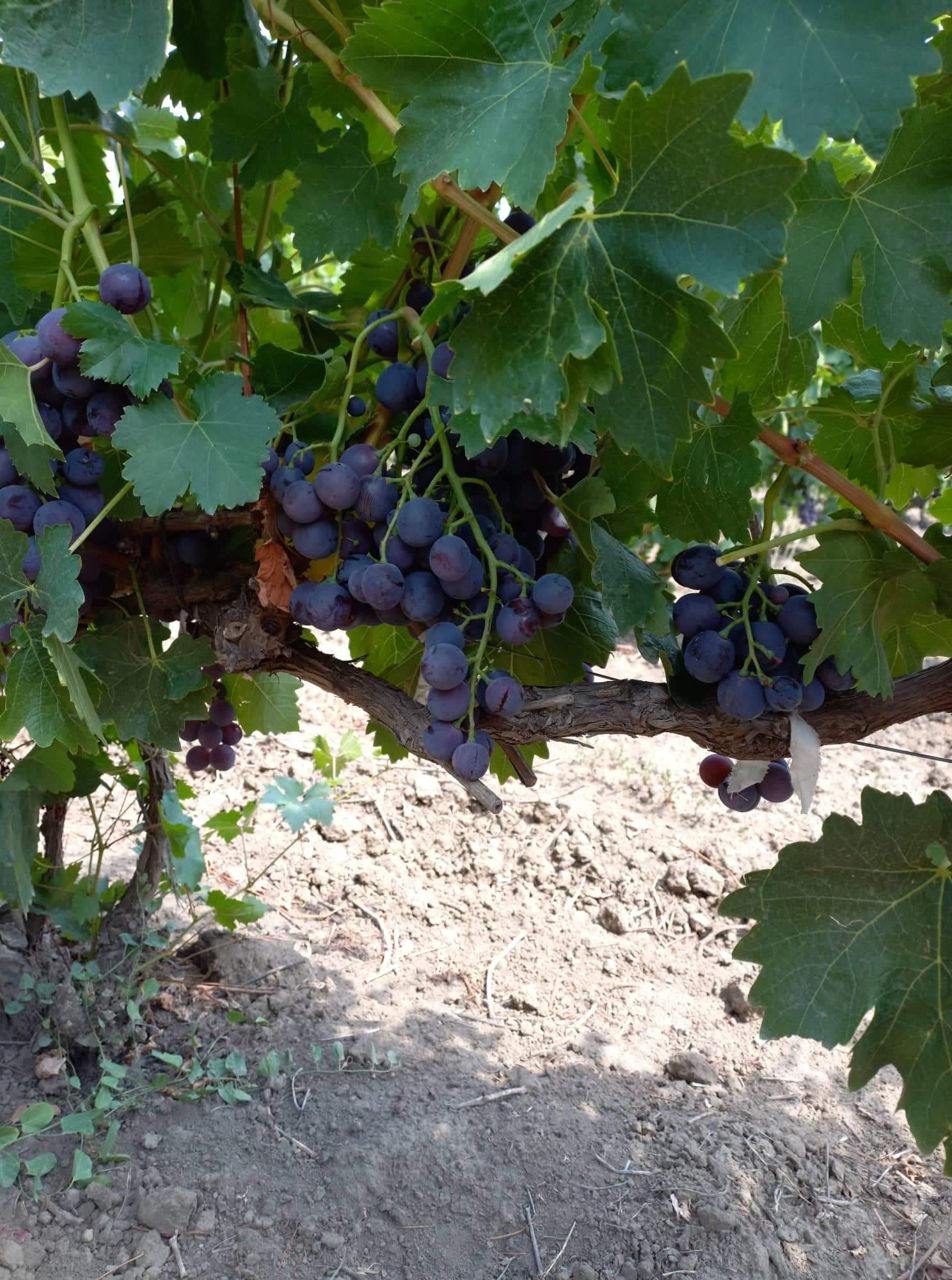 Vind struguri cardinal