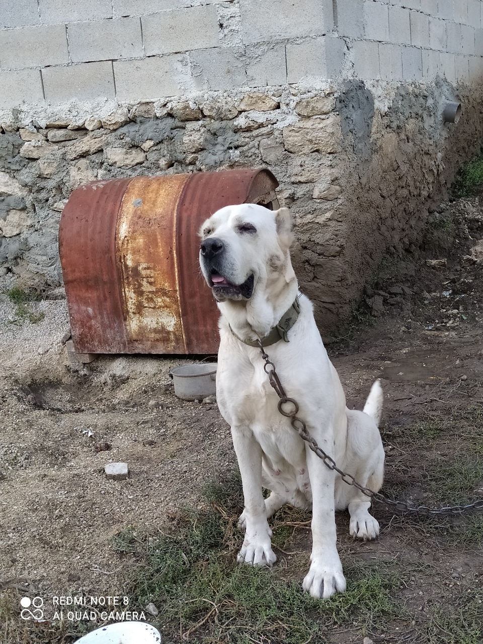 Femelă este în călduri vînd