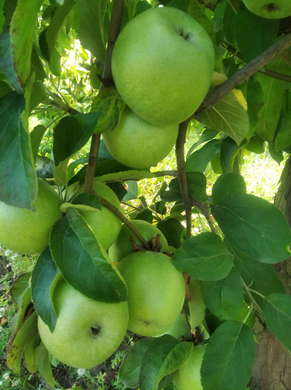 Vindem mere/ продаём яблоки