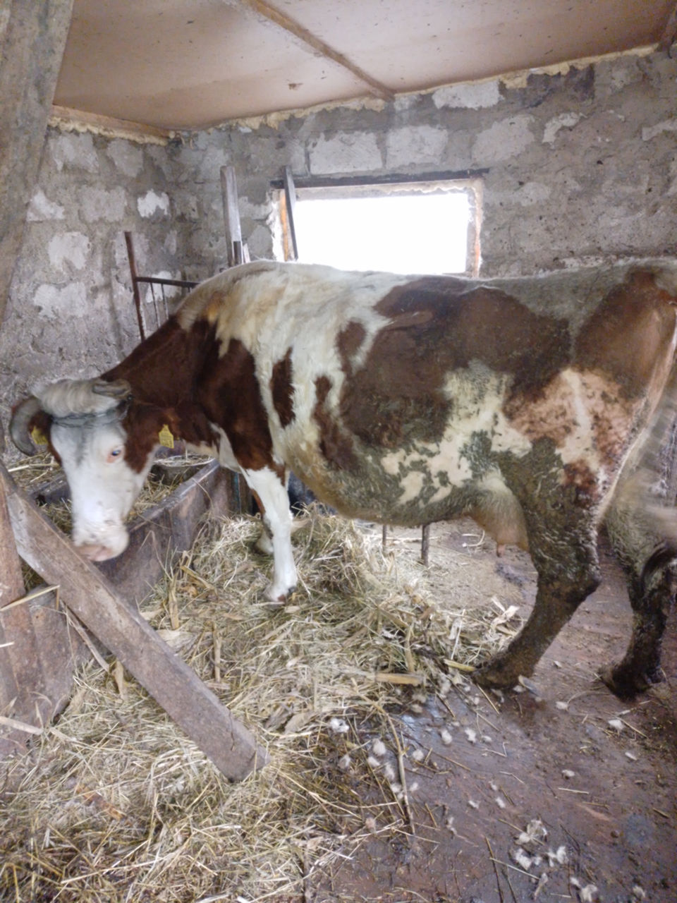 Vînd vaca. Cu a 7 vetel treb sa fete.