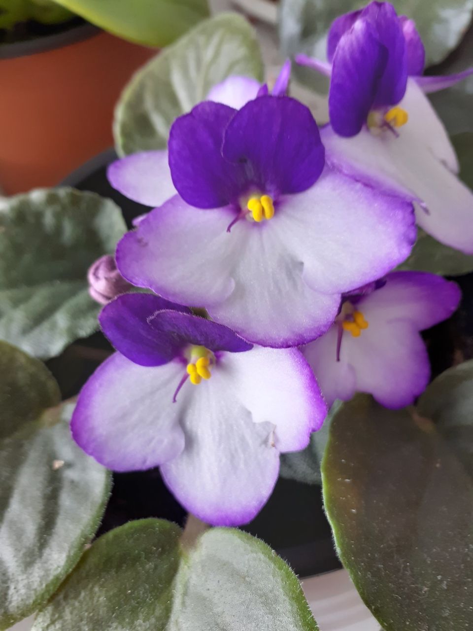 SE VINDE FLORI DE CAMERA FIALCA