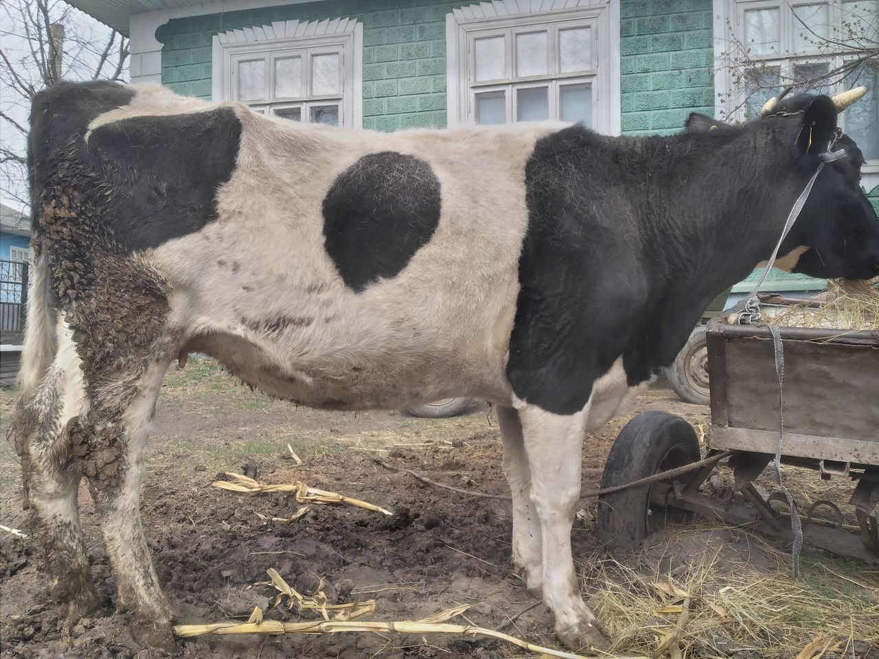 Vind junca afata are 6 luni de cind a unblat cu buhaiu