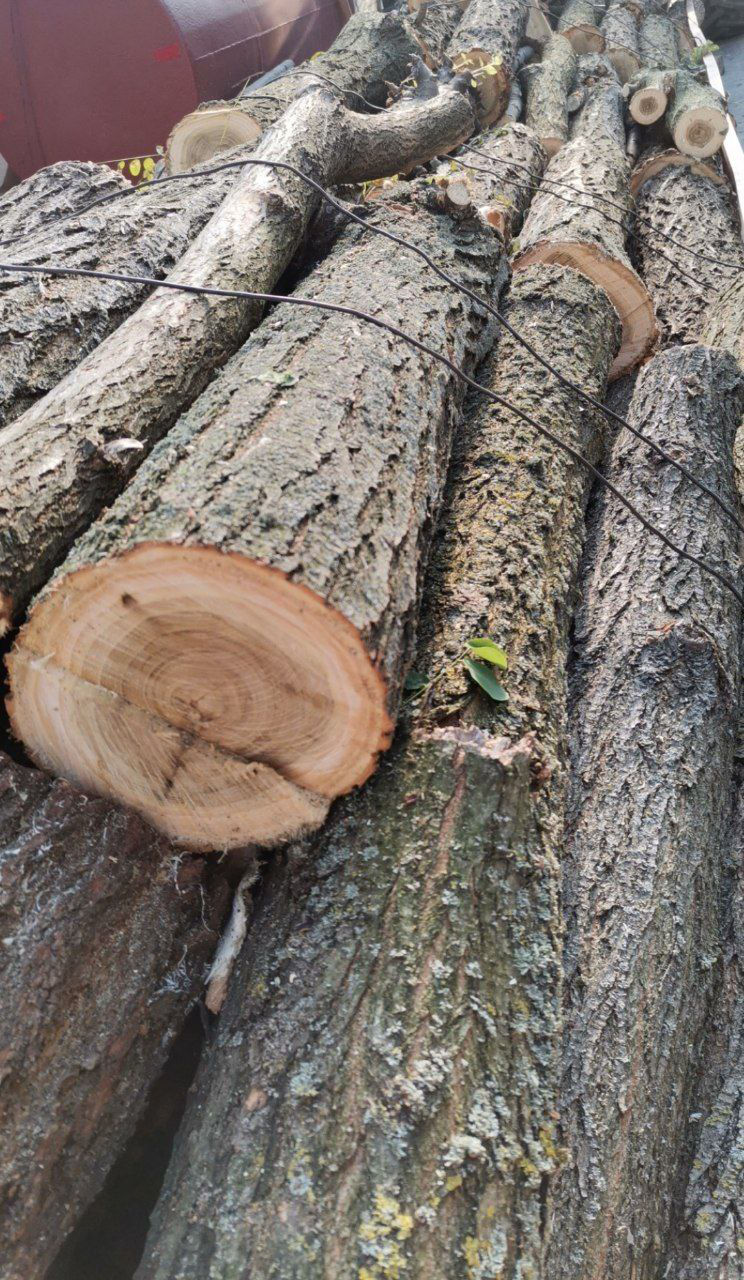 Lemne de foc - specii tari