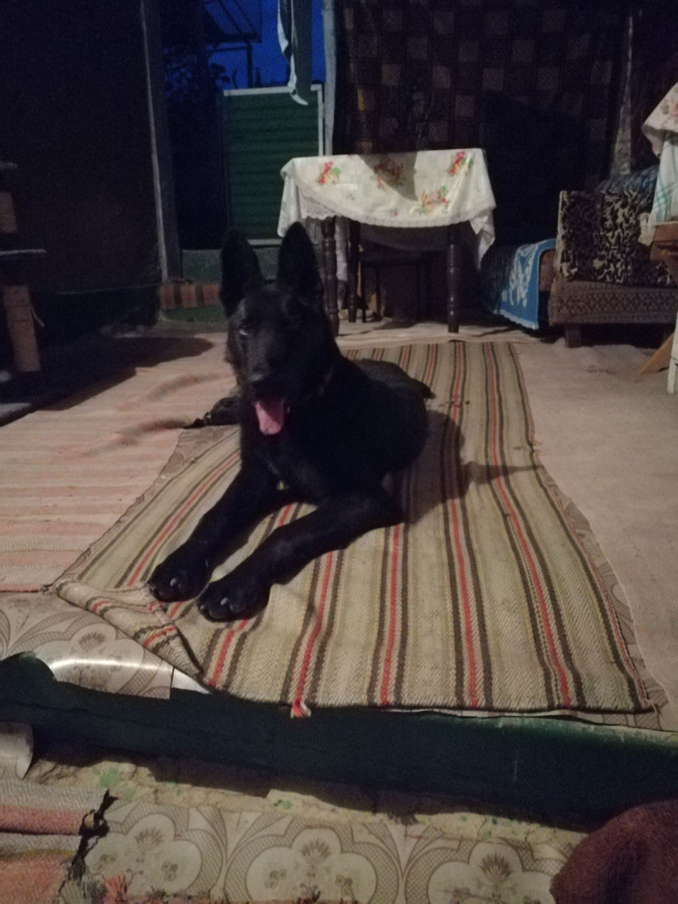 Vând câine rasa ciobănesc german