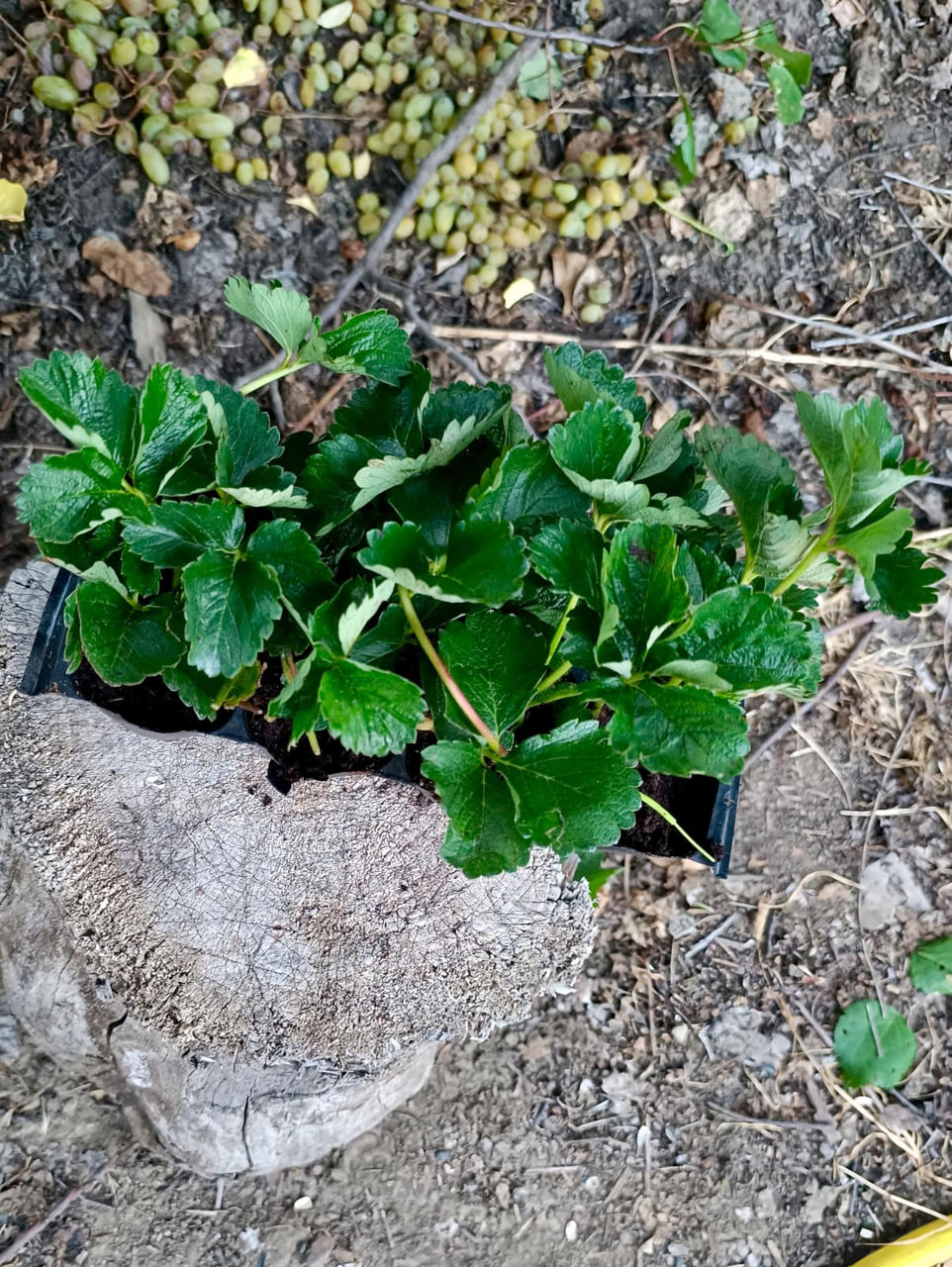 Fire de răsad capsuni Marmelad