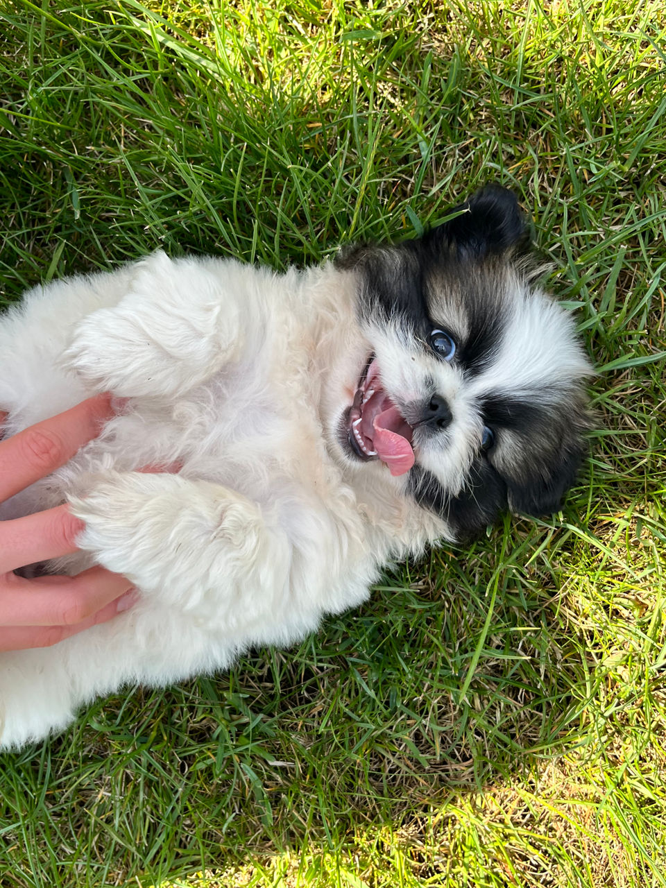 Vând cățeluș pechinez