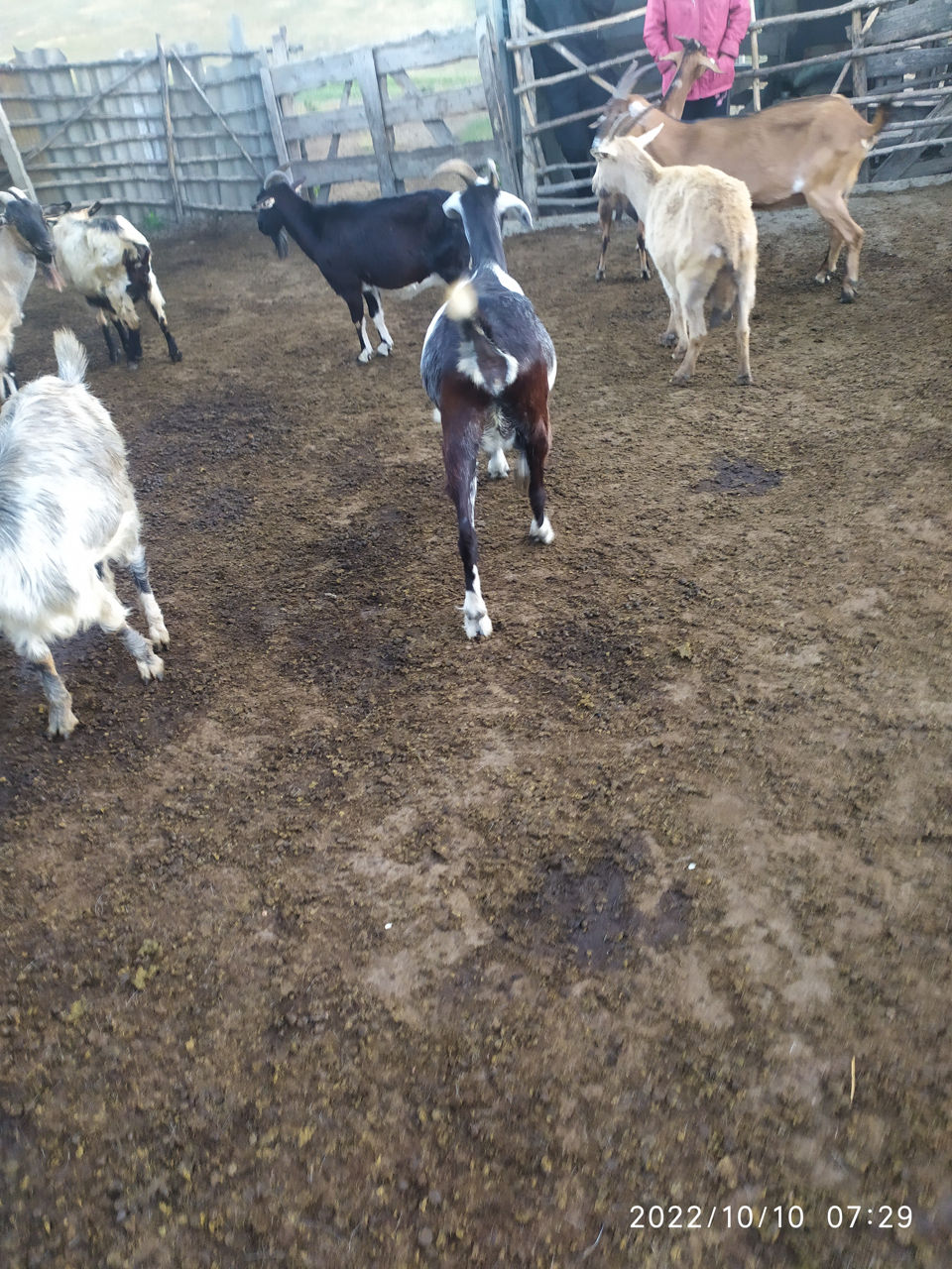 Vînd două capre bune de lapte