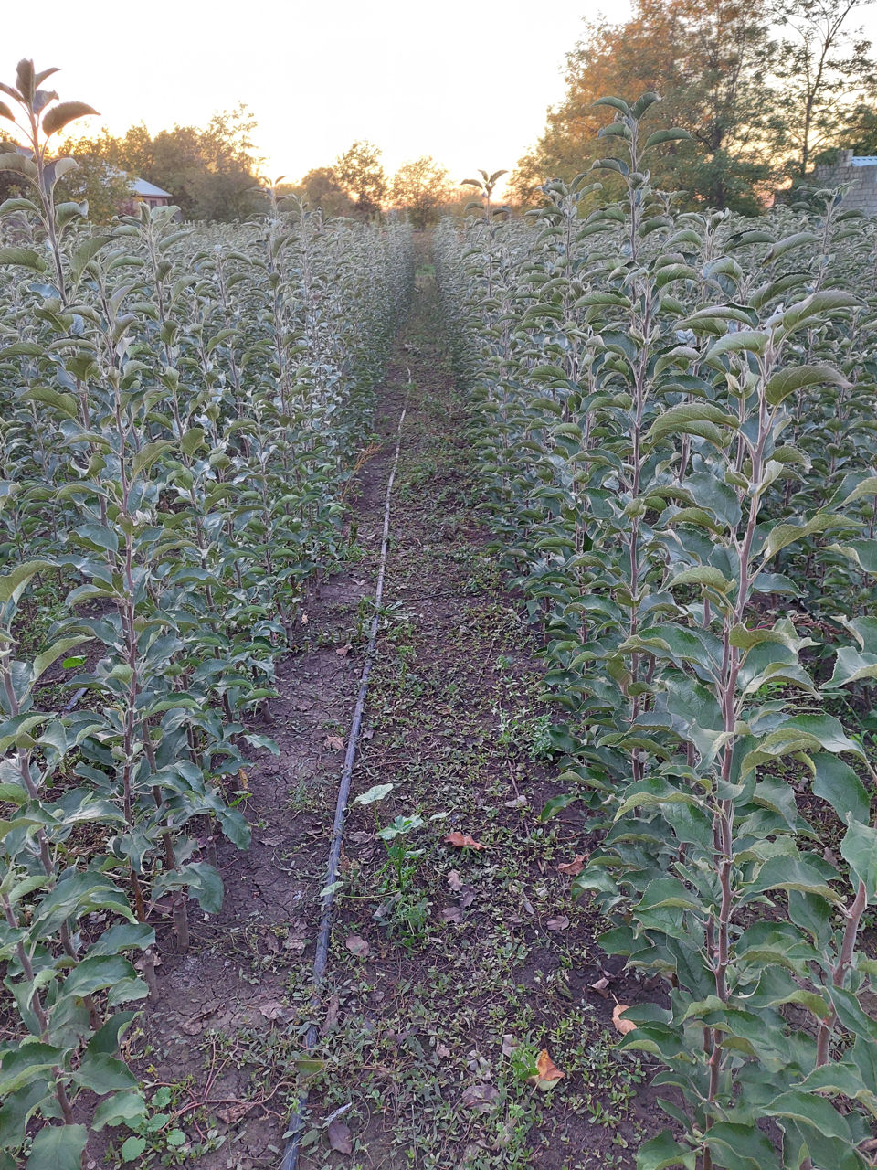 Vînd 3000 de copaci de mere aidaret m-106