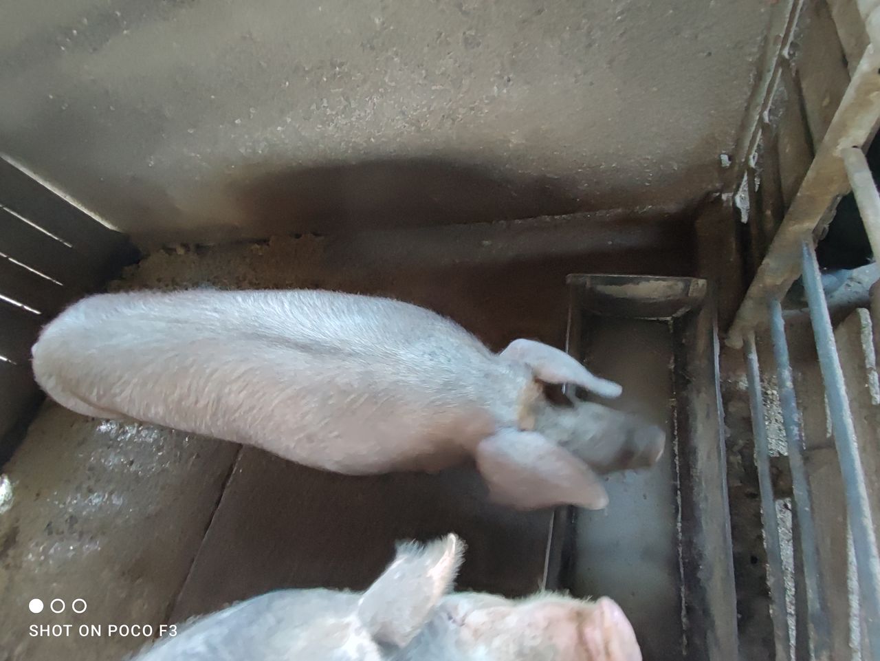 Purcica de casa 240-250kg