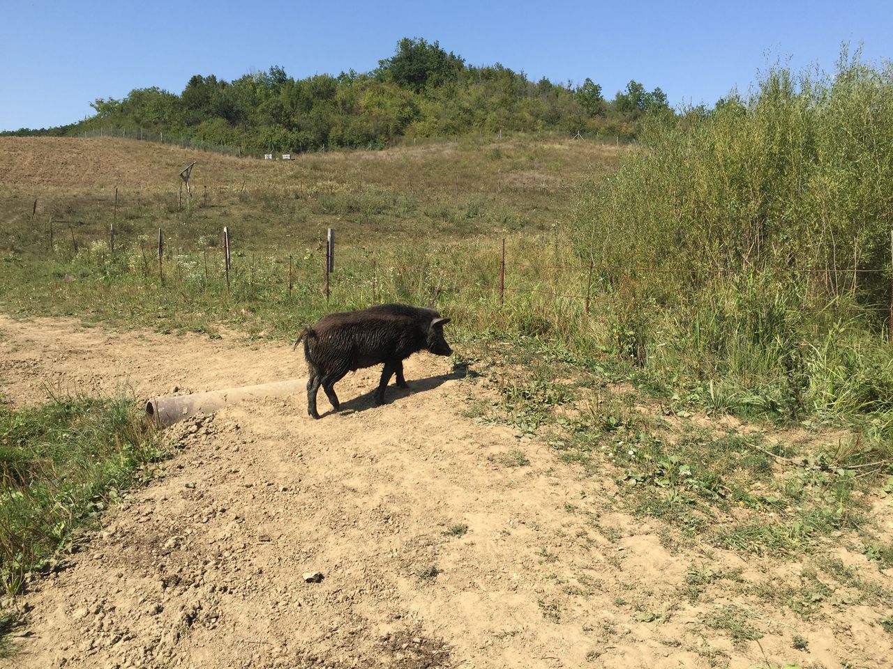 vind porci (mistret)