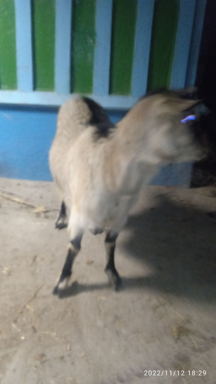 vind capra de a fata de la un ALPINO FRANCEZ curat