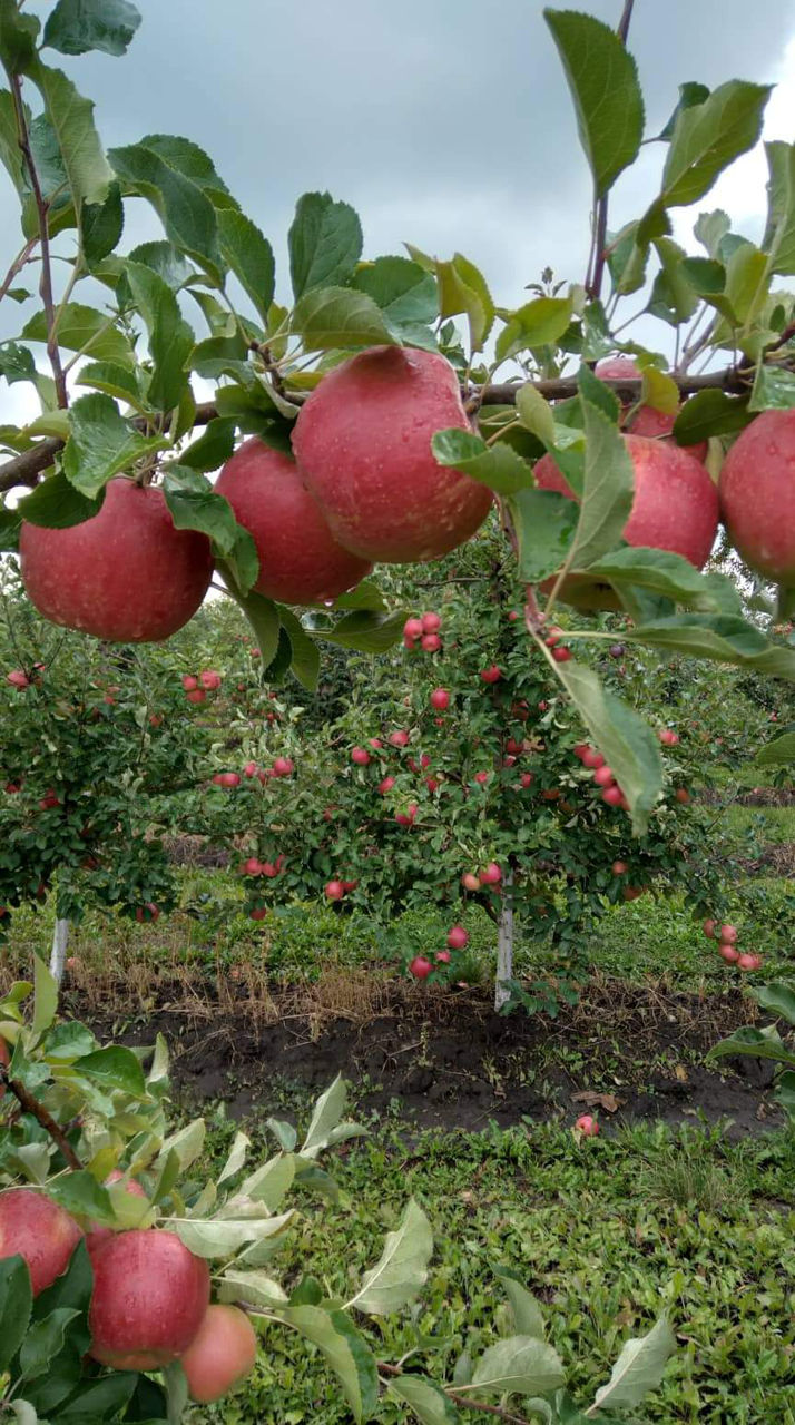 Mere Cempion, Aidared, Red Chief!