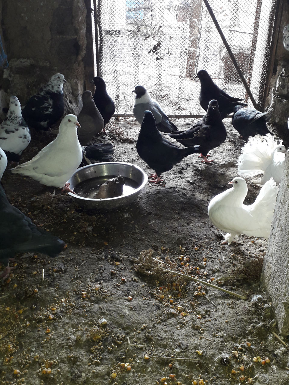 Chingi bachini pavlini