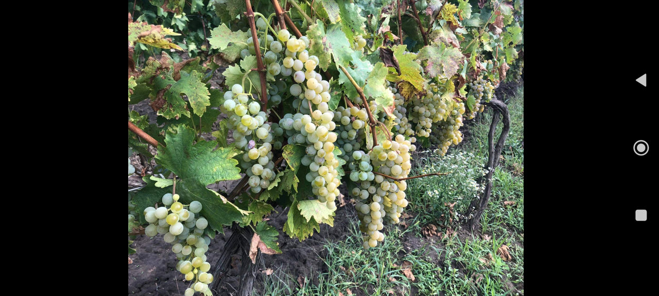 Viorica poama pentru vin