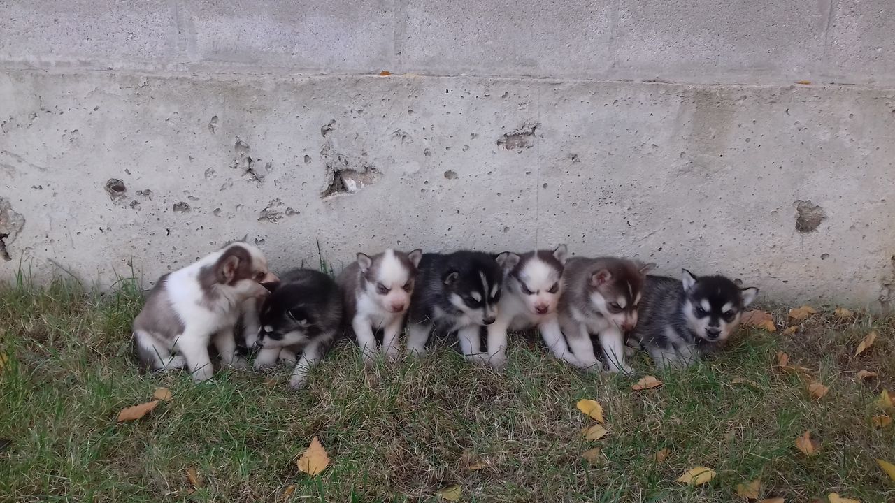 vind cini hatchi rasa pura