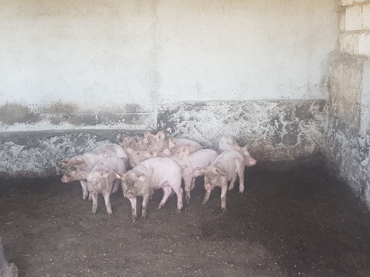 Vind porci mici rasa durok