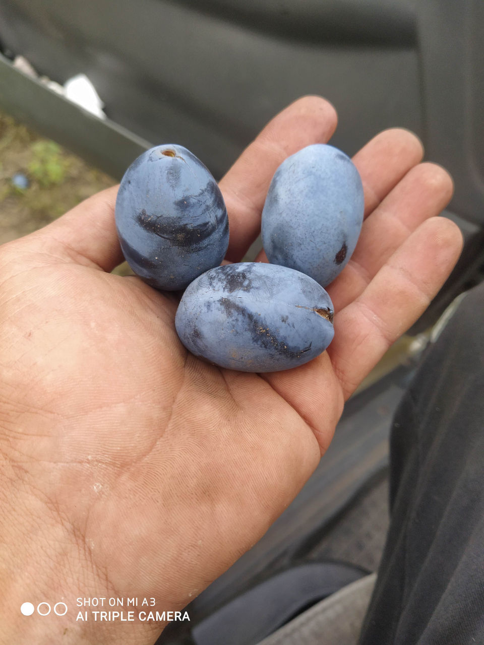 Cumpăr Prune la prelucrare