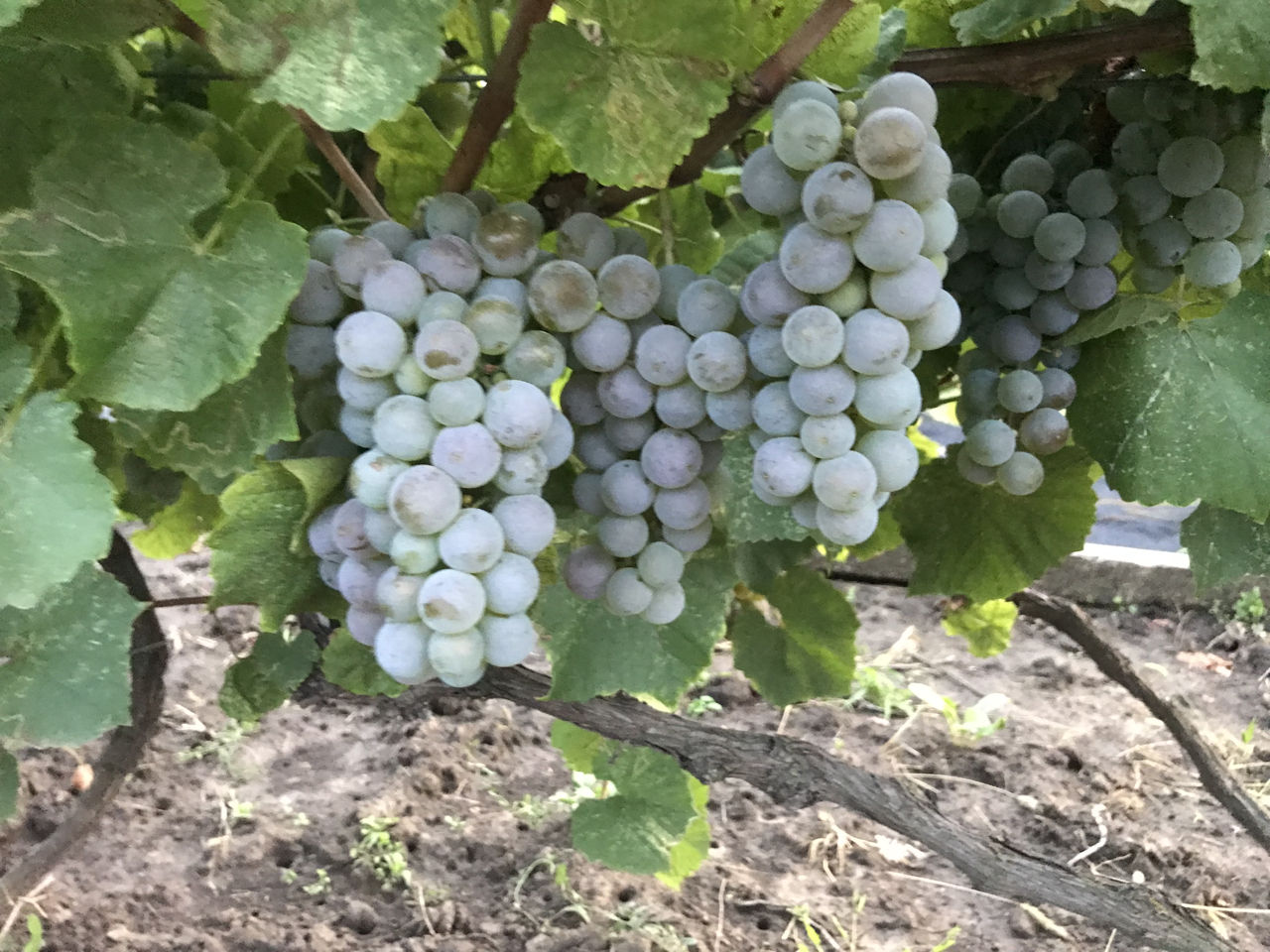 Poama pentru vin Cuderca