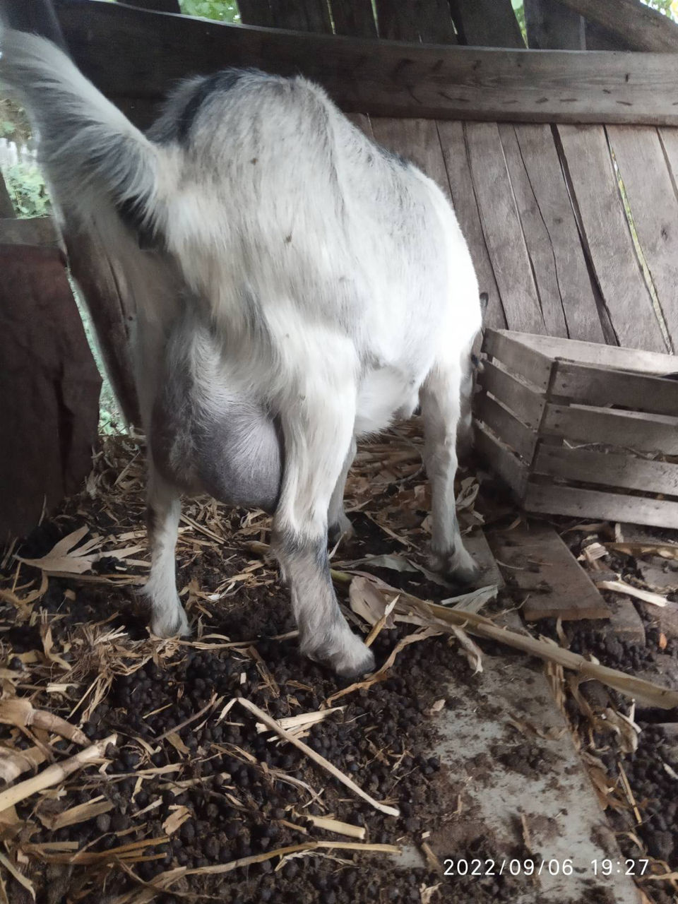 Vând capre bune de lapte