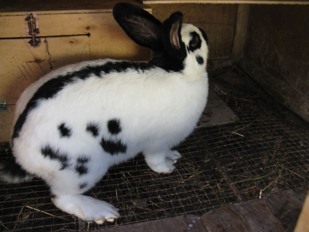 vind iepuri fluture german