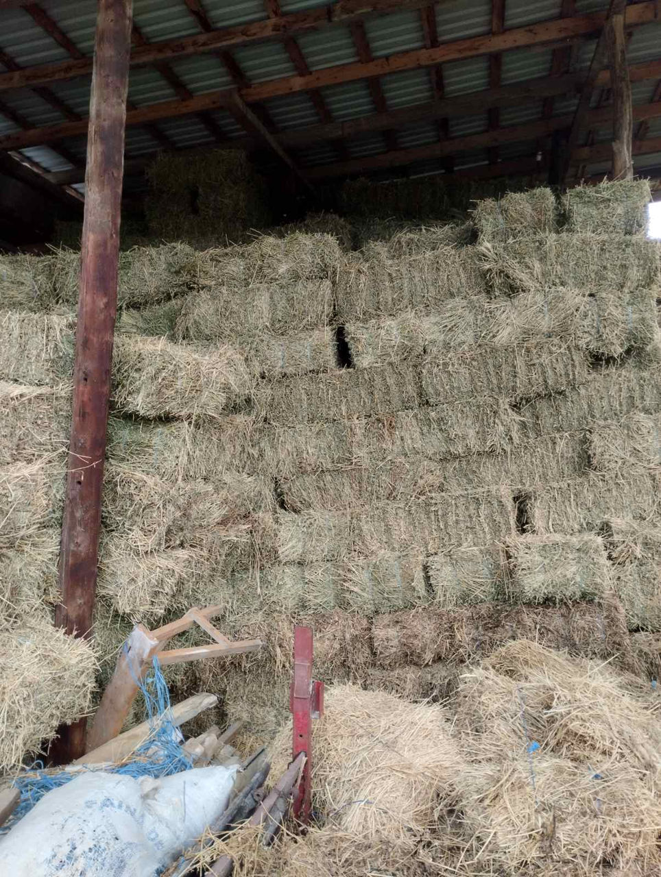 Vînd baloți de lucernă