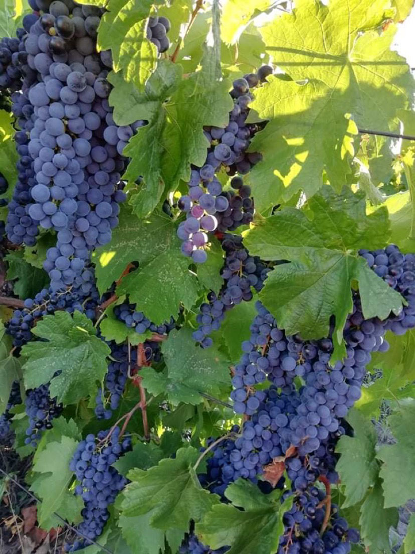 Vind poama pentru vin