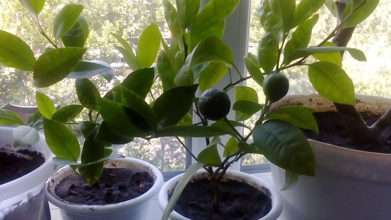 Mandarin (copaci de camera).Мандарин.