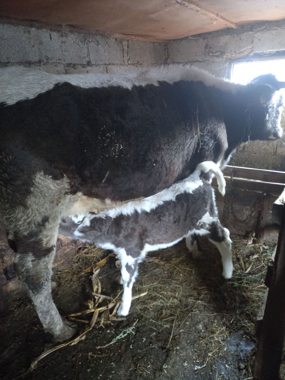 Vind vaca cu tot cu vitel