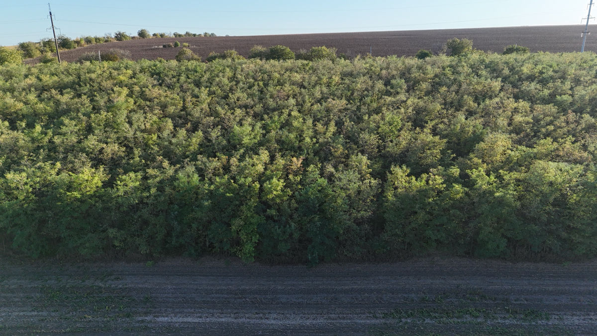 3 hectare de teren , Pădure