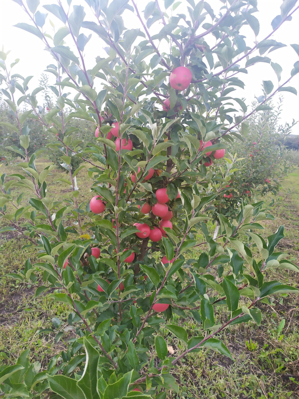 Vindem mere Gala-Max