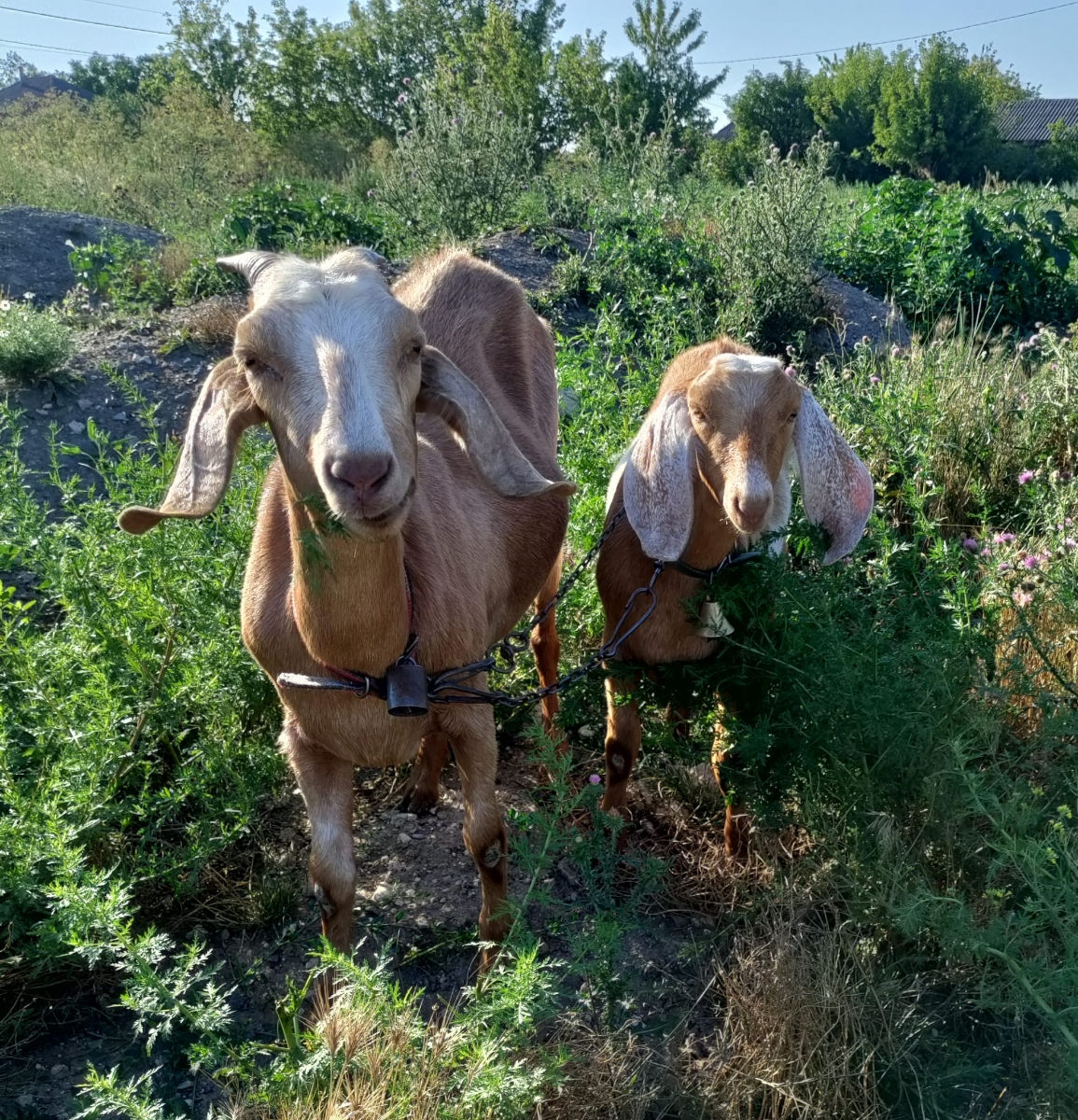 продаётся англонубийские.