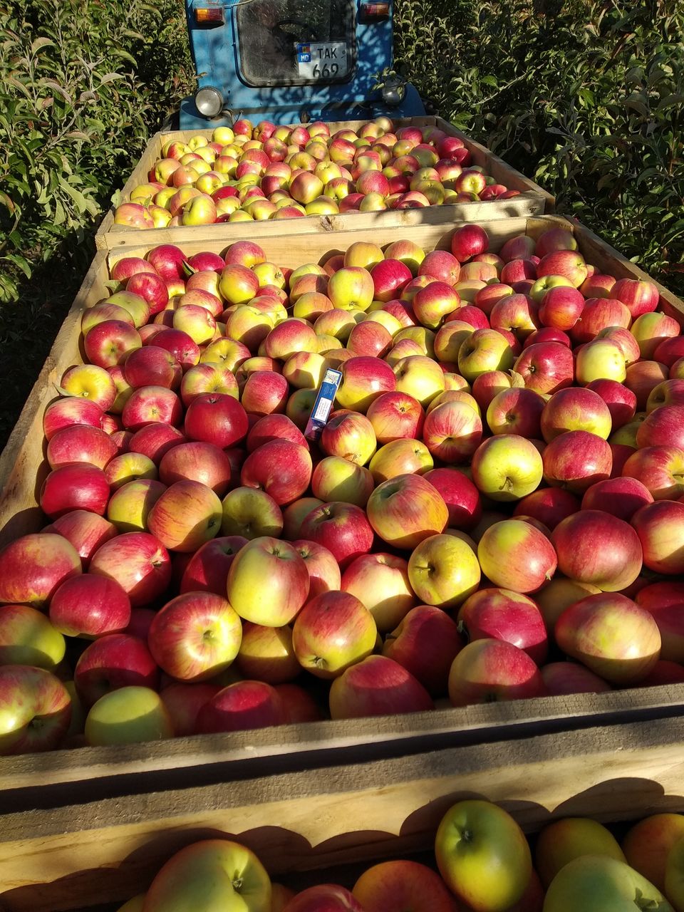 Mere generos,florina,gloster export