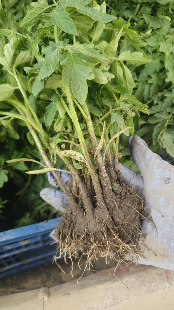 Vind rasad de patlagele un leu firu