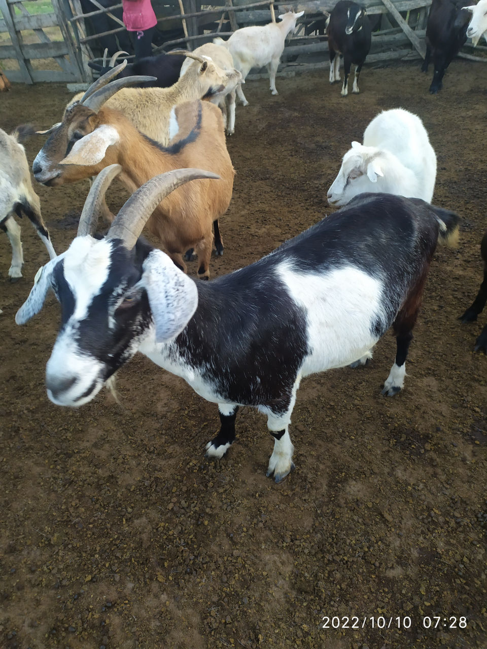 Vînd două capre bune de lapte